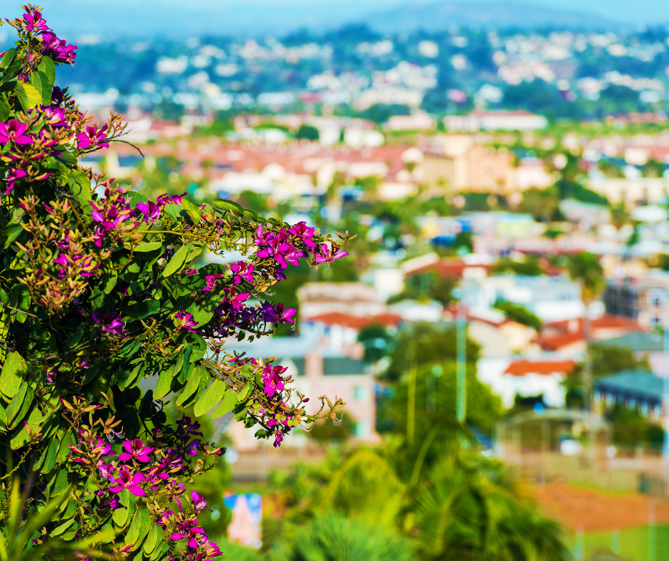 What $1 Million Buys You in San Diego - Emma Barron Lefkowitz - The...