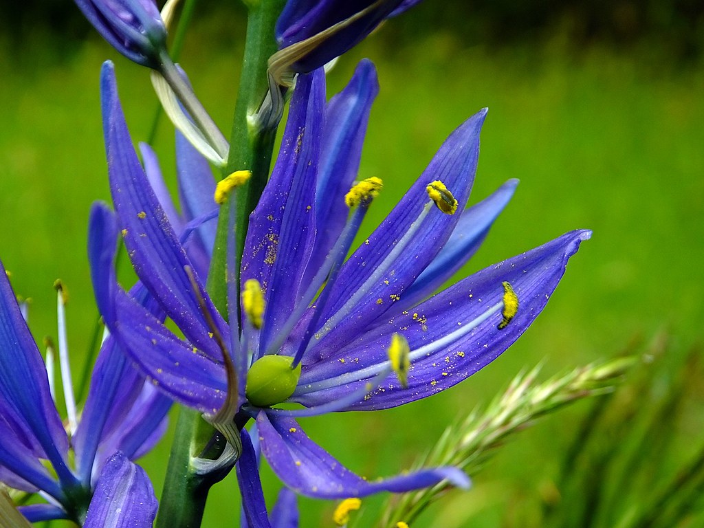 Why Is Camas Named Camas WA? | History, Flowers & Local Heritage