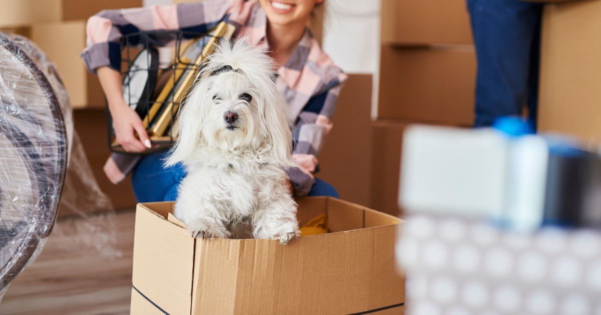 Moving with Pets? 5 Tips for a Smooth Transition to Hudson or the T...